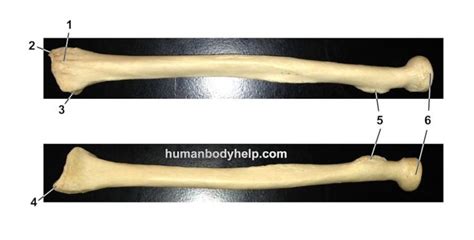Appendicular Skeleton Upper Extremity Radius Anterior And Posterior