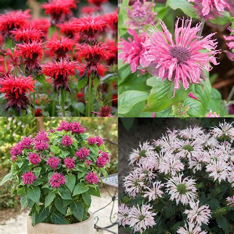 Buy Monarda Collection at jparkers.co.uk