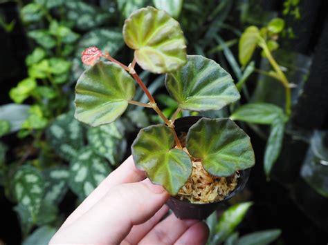Rooted Begonia Sp Sarawak Blue Kzt Plants Store