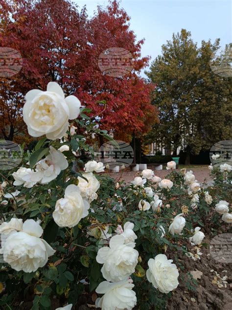 БТА Столичната община инвестира 1 млн лева в техника за общинско предприятие Паркове и