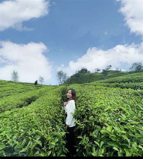 Kebun Teh Terindah Bak Muncul Dari Lukisan Di Banjarnegara Cuma Jam