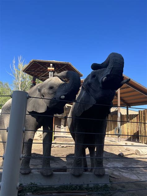 Elephants Saltlakecity Sustainability Aza Africanelephants Ssp