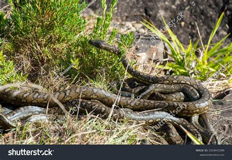 Carpet Python Snakes Mating Urunga New Stock Photo 2224972399 Shutterstock