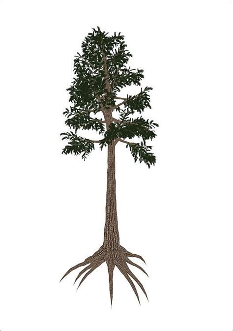 Print Of Archaeopteris Prehistoric Tree From The Late Devonian Period