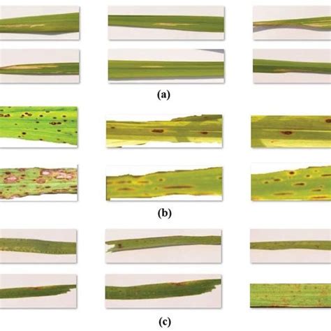 The Sample Images A Bacterial Leaf Blight B Brown Spot C Leaf