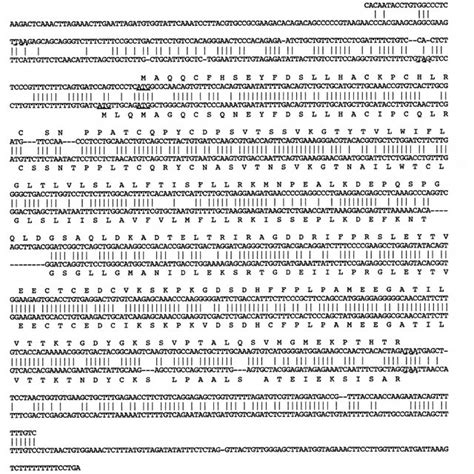 Alignment Of The Predicted Mouse Bcma Protein Sequence With That Of