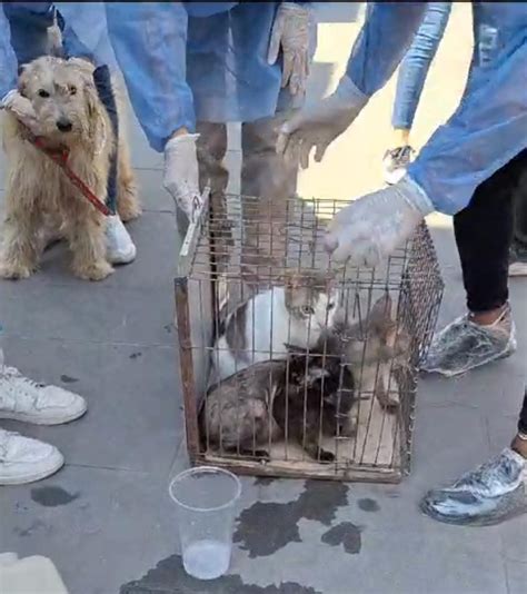 Maltrato Animal Rescataron A 40 Gatos Y Dos Perros En Un Allanamiento