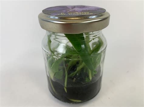 Cattleya Mossiae Coerulea In Sterile Glass