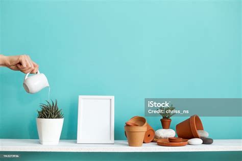 사진 프레임 이랑 현대적인 객실 장식 도자기와 즙이 많은 식물 파스텔 청록색 벽에 대 한 흰색 선반 손으로 물에 화분 즙 식물