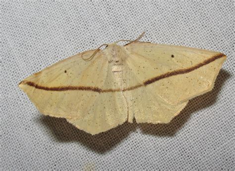 44 Types Of Yellow Moths Pictures And Identification