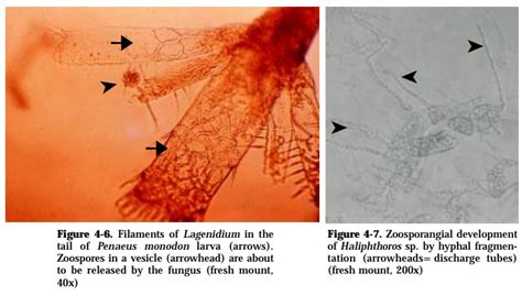 Larval Mycosis Fungal Diseases Of Crustaceans