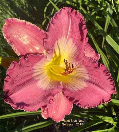 Bending Hill Farm Violet Blue Note
