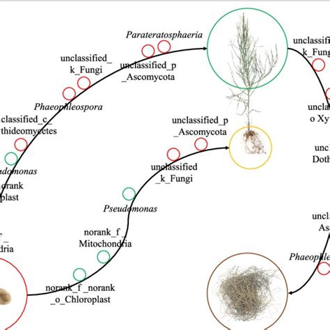 Vertical Transmission Of The Core Microbiome From Seeds To Branchlets