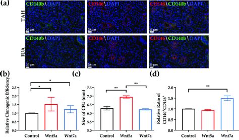 A Endometrial Sections Were Stained With Anti Cd140b Green