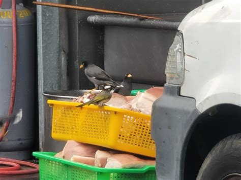 台中控肉飯食材擺路邊！鳥踩五花肉狂吃 網嘆：店家1招大家繼續吃