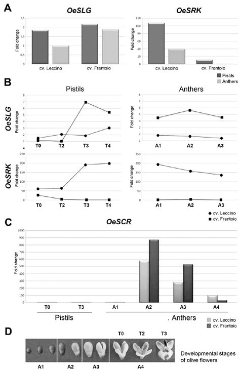 Expression Levels And Patterns Of The Putative Female Determinants