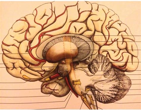 Drawing Of Dissected Brain Quiz