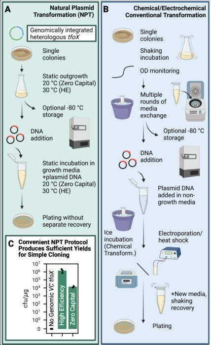 Low Cost And Low Capital Plasmid Engineering With Vibrio Natriegens