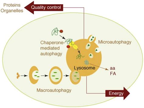 Autophagy The Housekeeper In Every Cell That Fights Aging