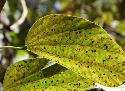 Common Tree Diseases In Australia Identification And Prevention