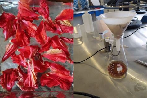 Hibiscus Rosa Sinensis Extraction Process Download Scientific Diagram