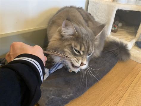 28 Maine Coon Cat Scams Explained Maine Coon Central