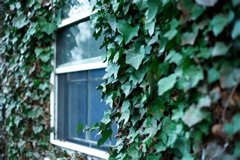 Bildet Tre Natur Gren Anlegg Hus Sollys Blad Blomst Vindu