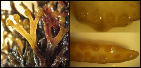 Figure 3 From Fucus Radicans Reproduction Adaptation A Distribution