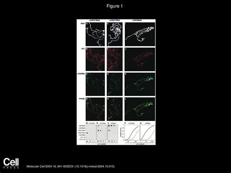 Distinct Contributions Of Histone H3 Lysine 9 And 27 Methylation To
