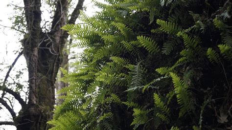 Drzewo Natura Krajobraz Darmowe zdjęcie na Pixabay Pixabay