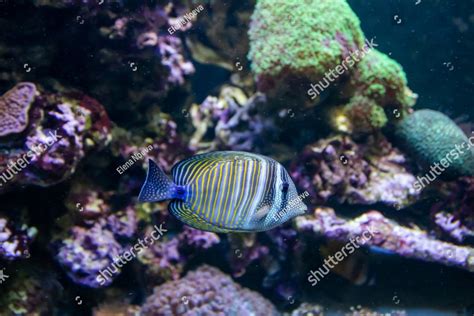 Red Sea Sailfin Tang Fish Zebrasoma Desjardinii Wonderful And