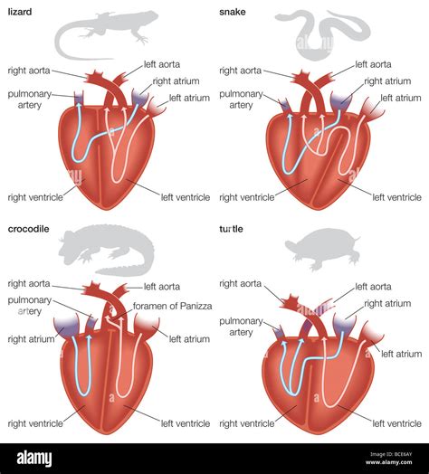 Turtle Circulatory System