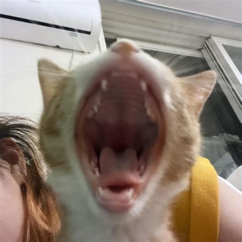 кошка зевает Создать мем Meme