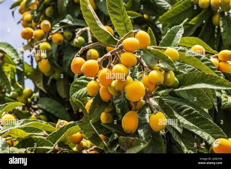The Loquat Tree Also Eriobotrya Japonica With Abundance Of Ripe Edible