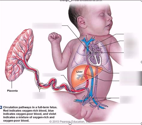 Fetal Circulation Pathway