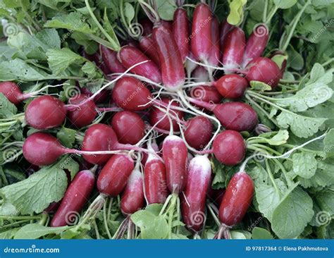 Root Ripe Vegetarian Food Radish Garden White Nature Leaf Closeup Diet