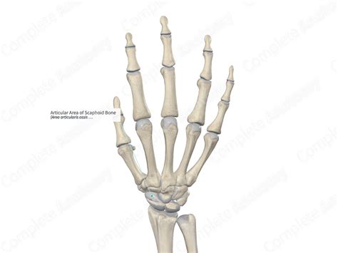 Articular Area Of Scaphoid Bone Complete Anatomy