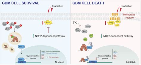 Nrf2 Connects Src Tyrosine Kinase To Ferroptosis Resistance In