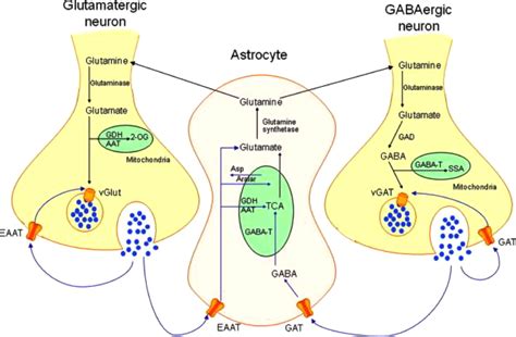 Brain Concentrations Of Glutamate And Gaba In Human Epilepsy A Review