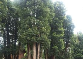 香樟苗木基地