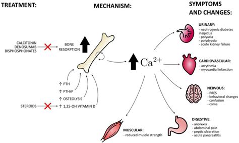 Hypercalcemia In Cancer Causes Effects And Treatment Strategies Pmc