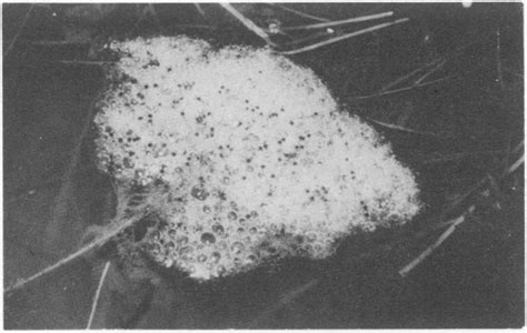 Foam Nest Made By Hyla Cf Rizibilis Note Larger Air Bubbles And