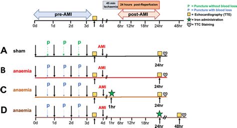 Protocols And Left Ventricular Functional Analysis Of Anaemic Mice Download Scientific Diagram