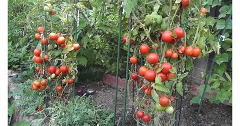 Производство на зеленчуци чрез разсад Български Фермер