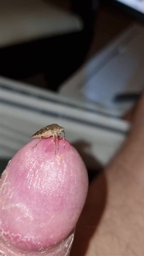 Bug Exploring My Cock 5