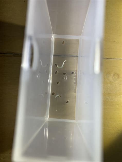 I Took Off The Seeds On The Kiwi Hi Chew And Its Actually Sprouting R Hichew