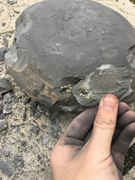 Tips On Cracking A Nodule Questions And Answers The Fossil Forum