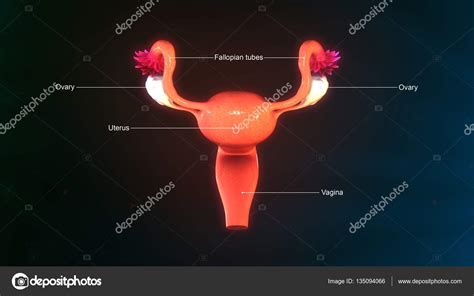 Anatomía Del útero Femenino — Foto De Stock 135094066 © Sciencepics