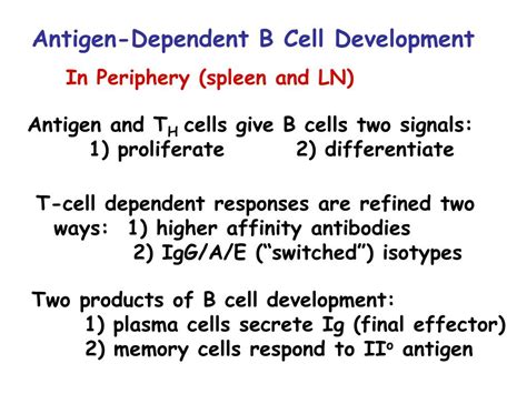 Ppt Antigen Independent B Cell Development Powerpoint Presentation