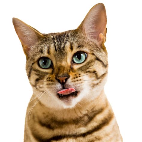 500 Best Unisex Cat Names In 2024